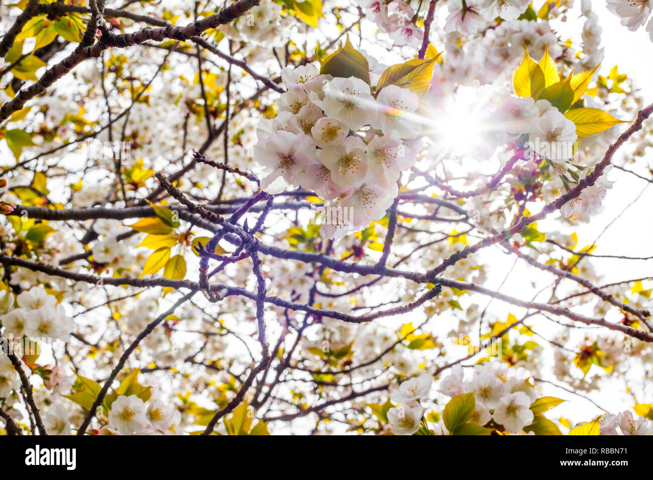 Sun flare through flower hi-res stock photography and images - Alamy