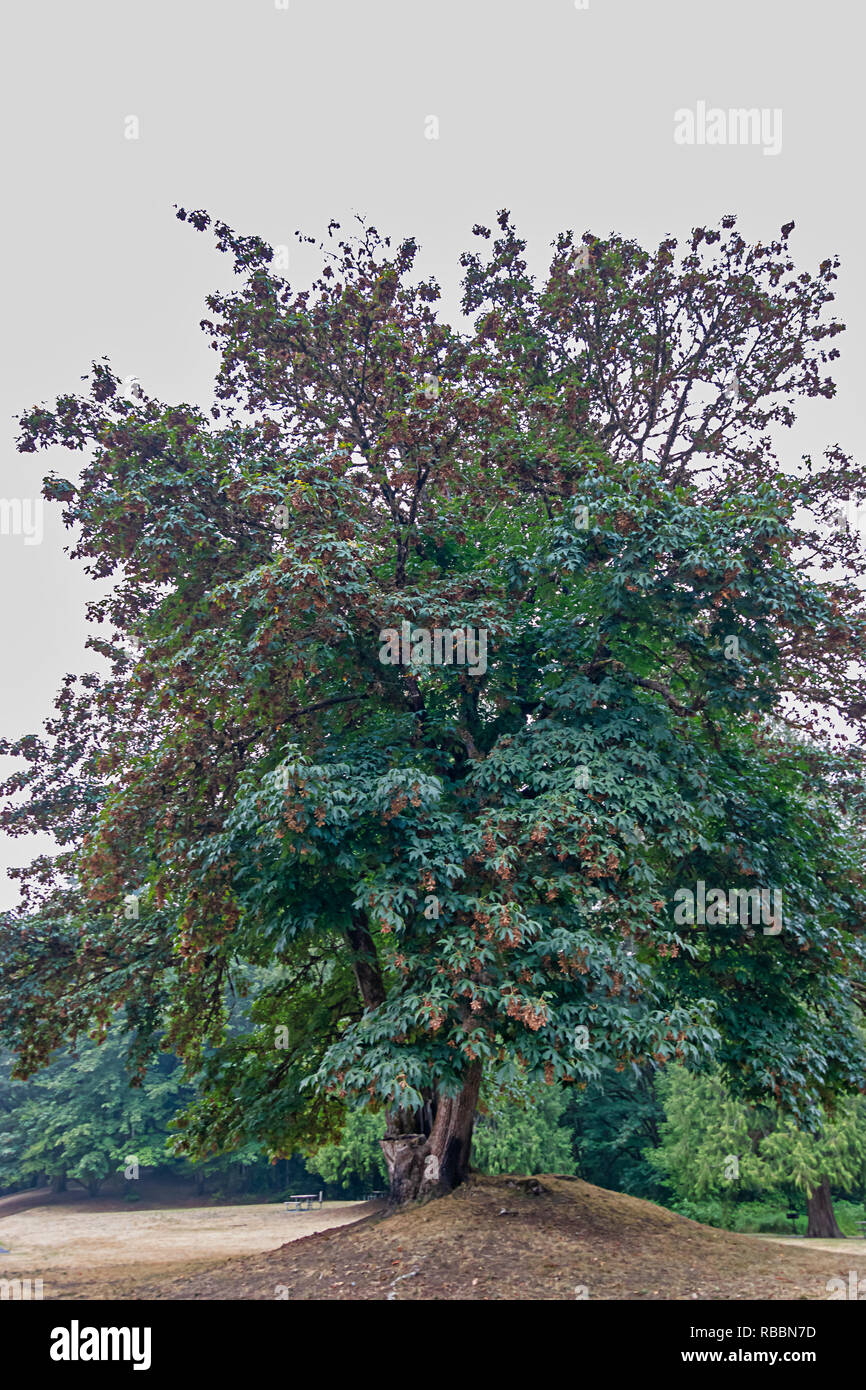 large tree growing on mound of dry grass in summer season in pacific ...