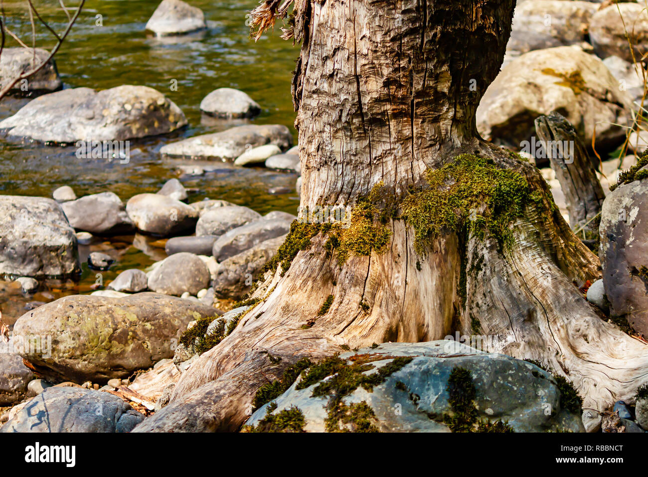 Beaver Bite Marks On Tree High Resolution Stock Photography and Images ...