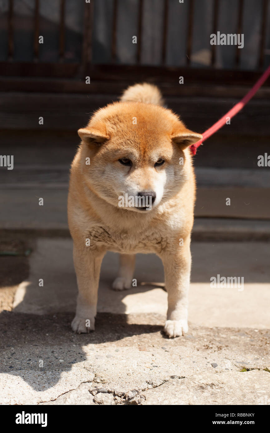 Shiba inu japan hi-res stock photography and images - Alamy