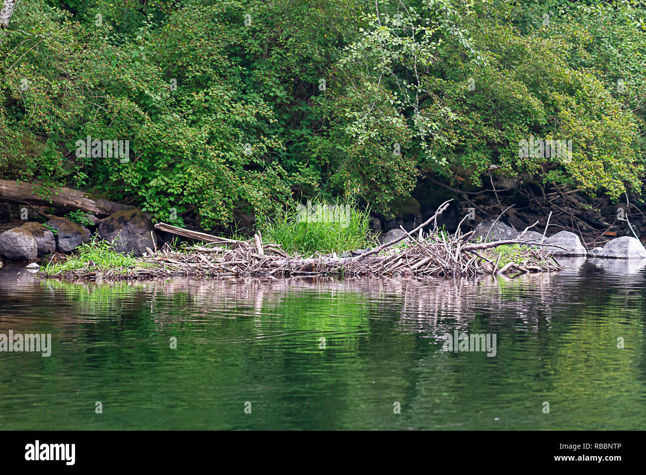 broken wood and grass on side of river in washington state in summer ...