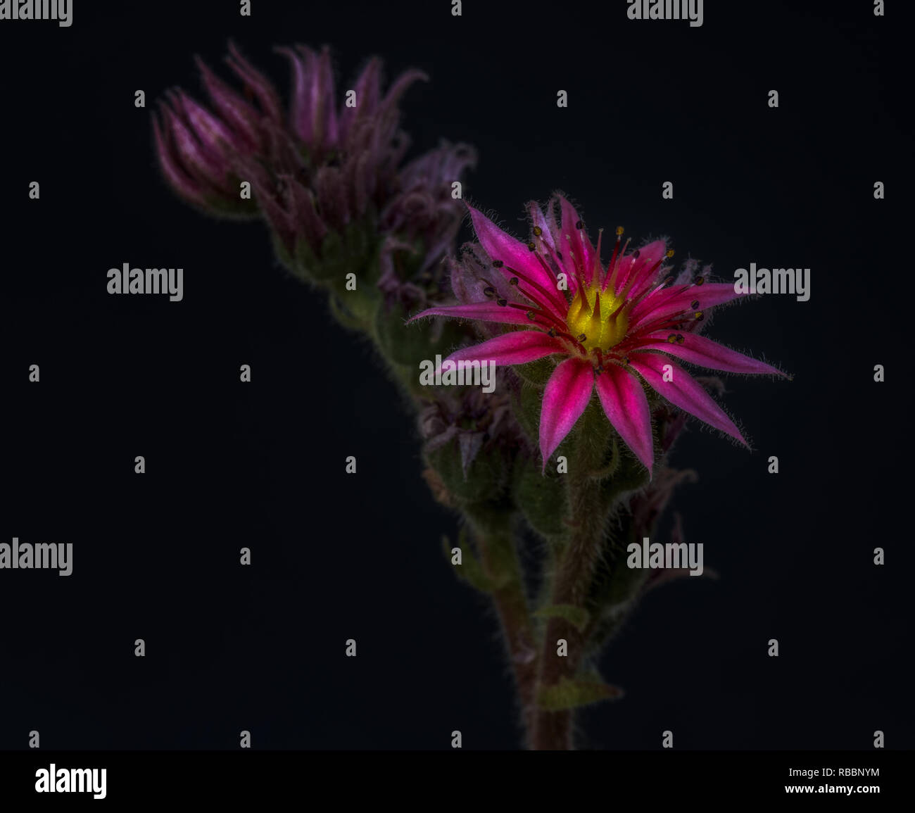 Surrealistic fine art still life color macro image of a single isolated ...