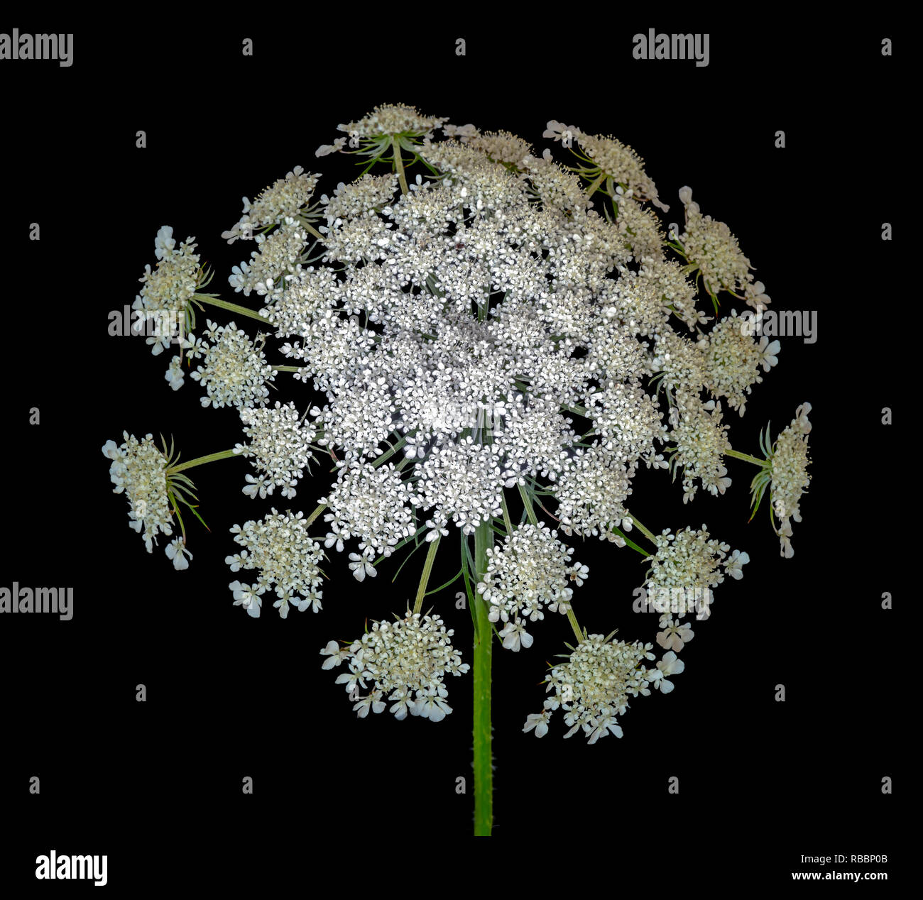 Color fine art still life macro portrait of a single isolated wild ...