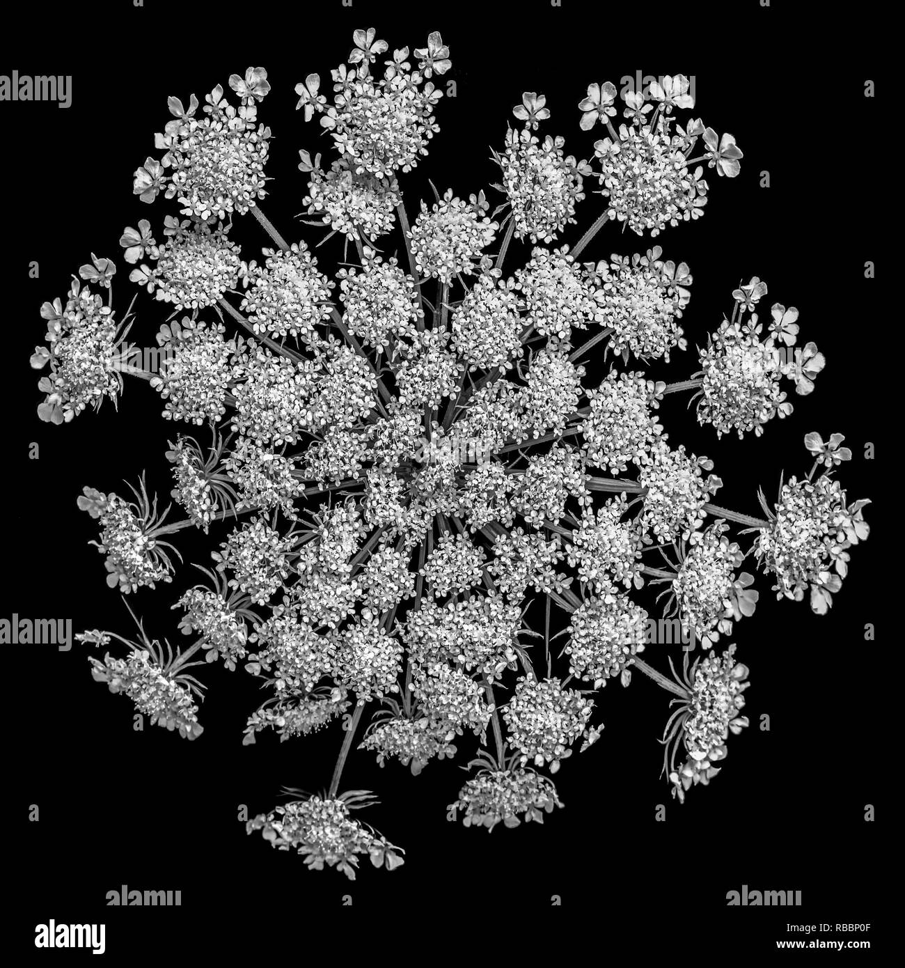 One carrot and isolated background Black and White Stock Photos ...