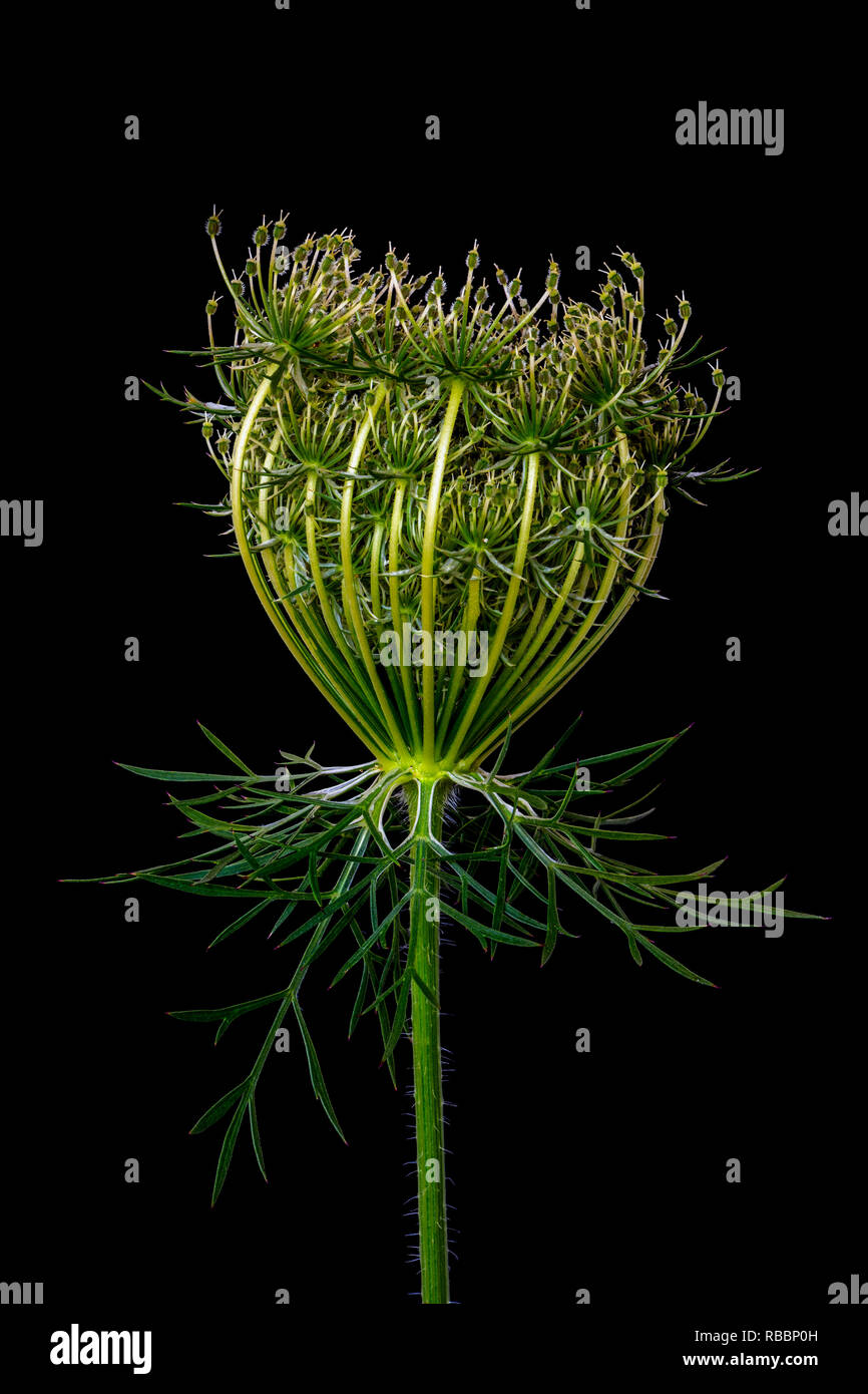 Monochrome fine art still life macro of a single isolated wild carrot ...