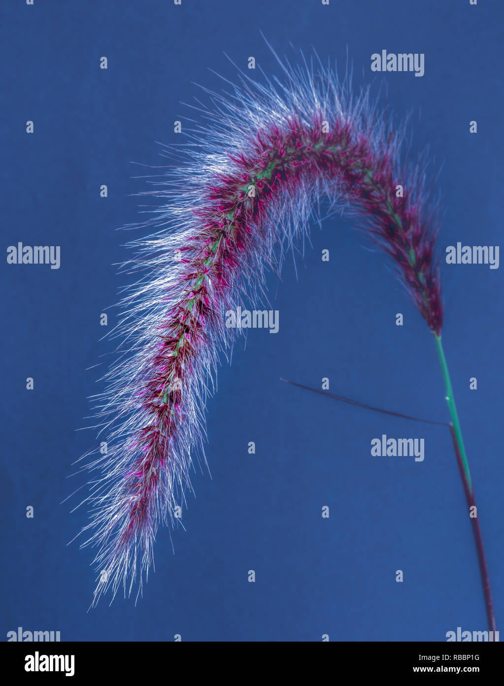 Fine art still life detailed color macro of a single isolated chinese ...