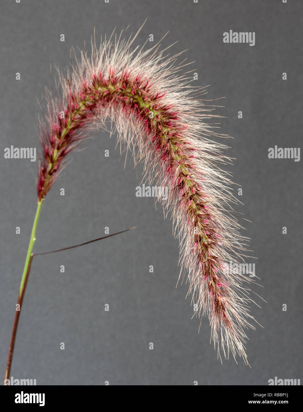 Fine art still life detailed color macro of a single isolated chinese ...
