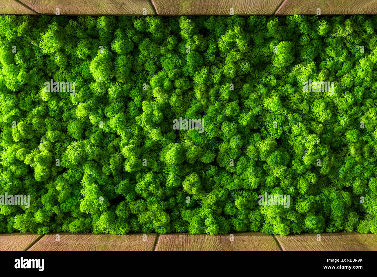 decorative moss for interior decoration. design moss elements ...