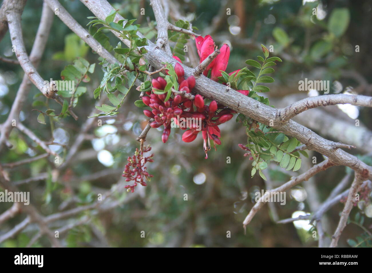 Tree with cluster of blooms in nature Stock Photo - Alamy