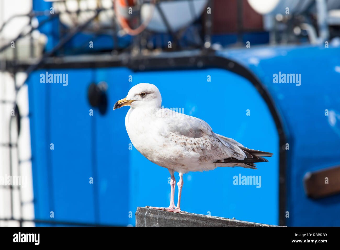 Seagull at harbor in front of blue ship background (copy space Stock ...