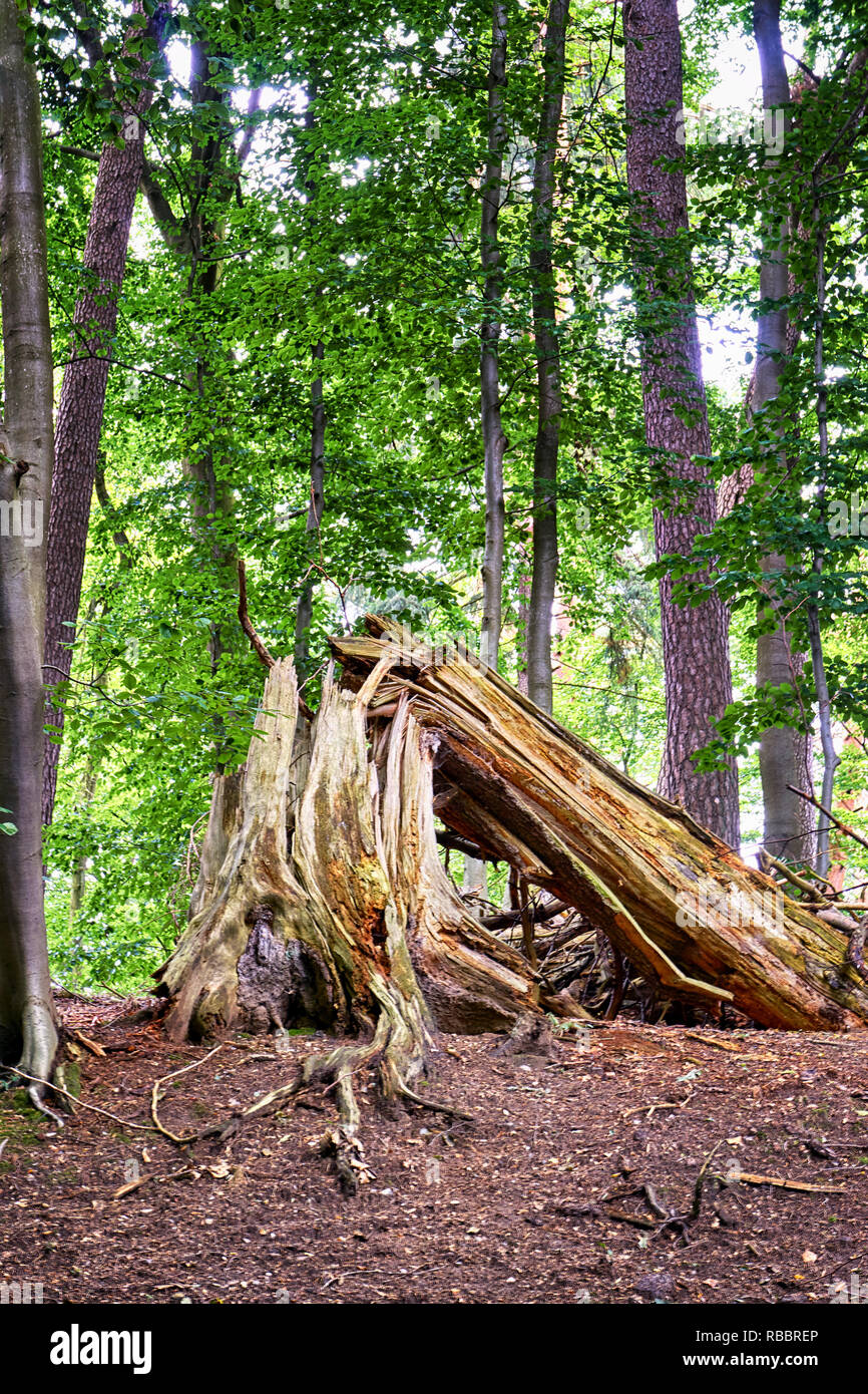 Old broken tree in the forest. The dangerous part of the forest Stock ...