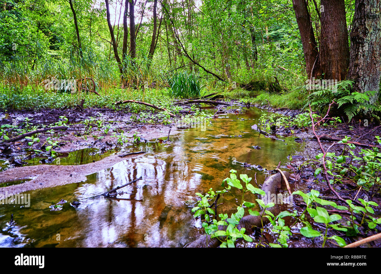 Water hole in a beautiful green forest Stock Photo - Alamy