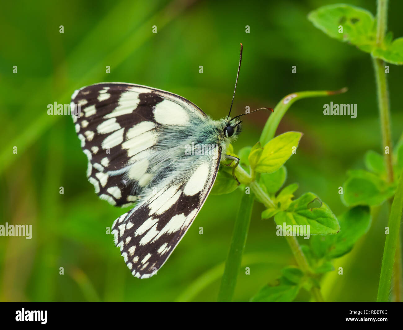 Marbled White Butterfly ( Melanargia galathea ) on a plant Stock Photo ...