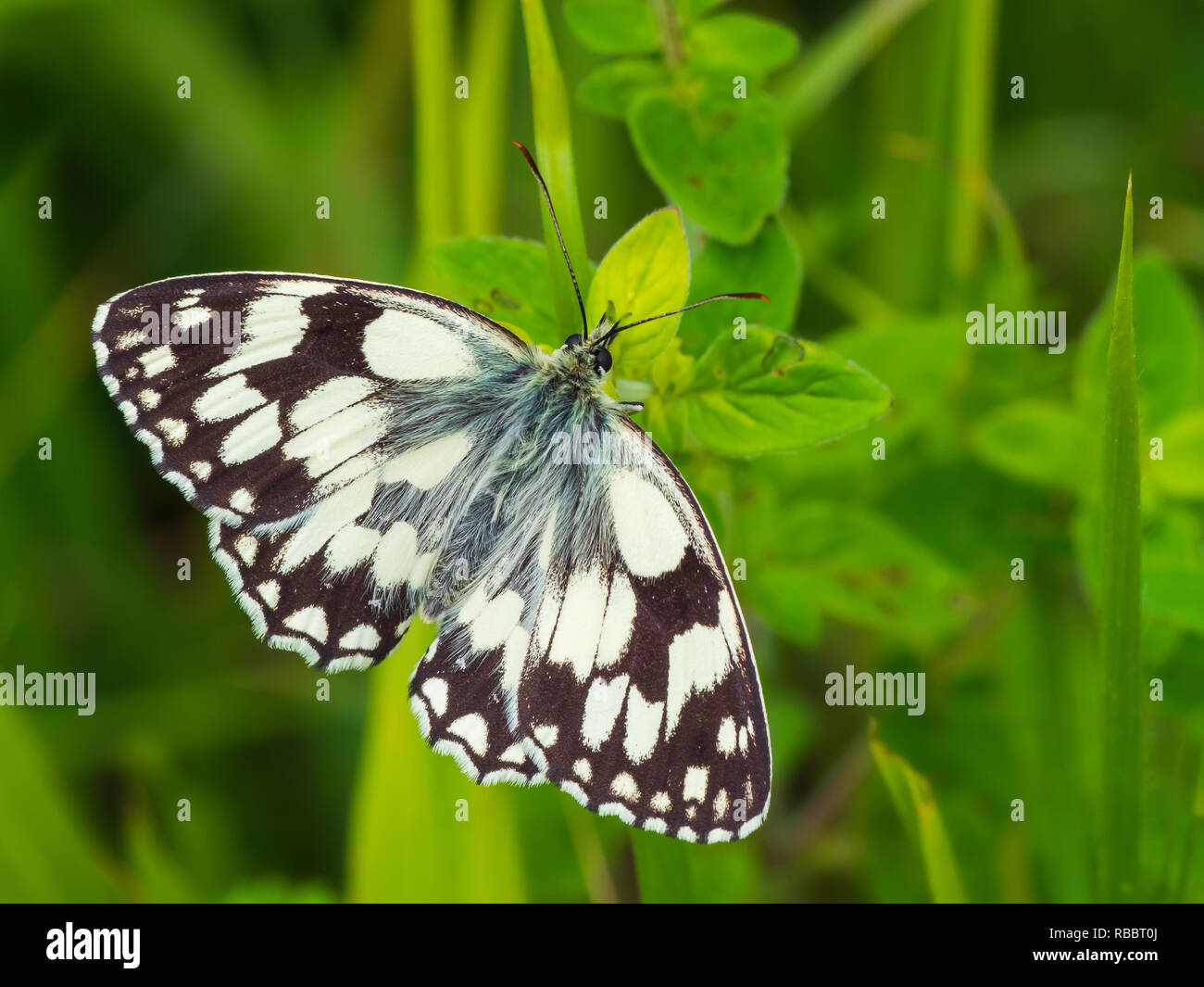 Marbled White Butterfly ( Melanargia galathea ) on a plant Stock Photo ...
