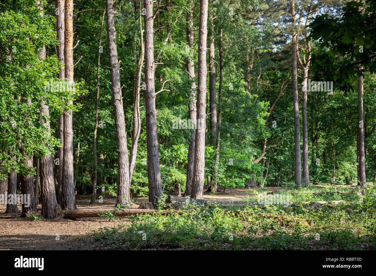 Fleet pond hi-res stock photography and images - Alamy