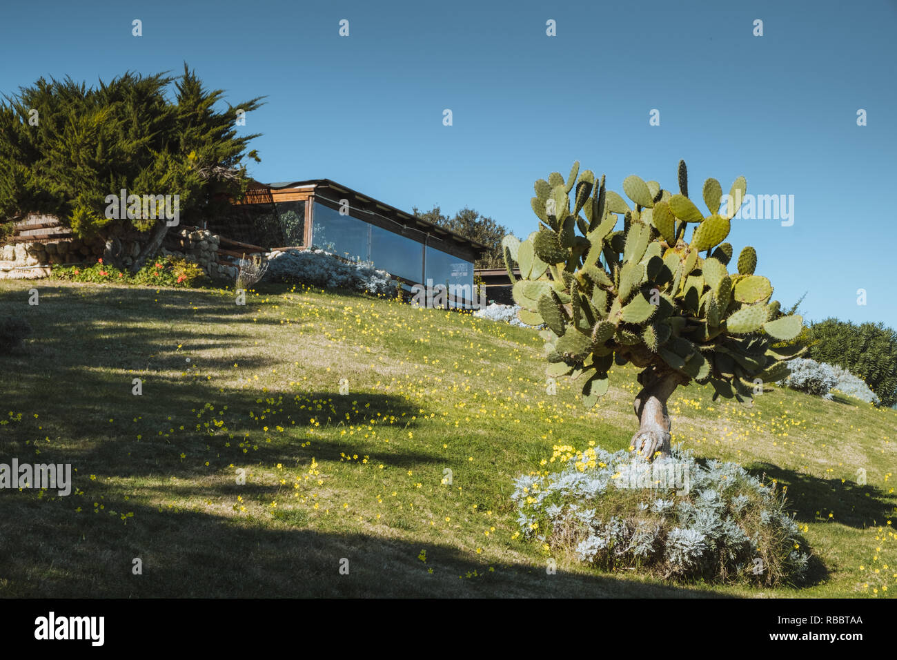 Prickly pear Opuntia cactus (ficus-indica) and modern buildings in the ...
