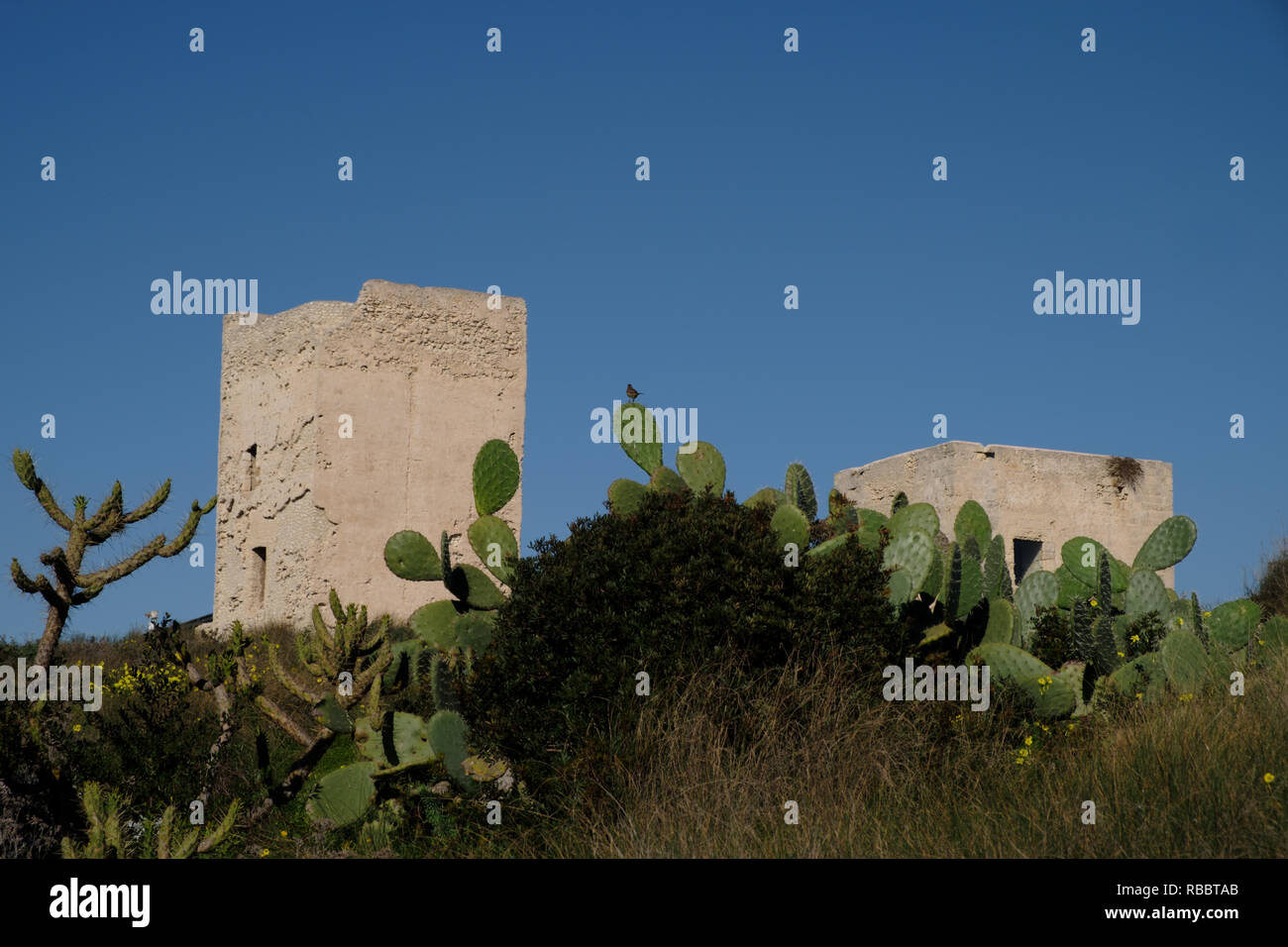 Prickly pear Opuntia cactus (ficus-indica) and Castle of San Michele in ...