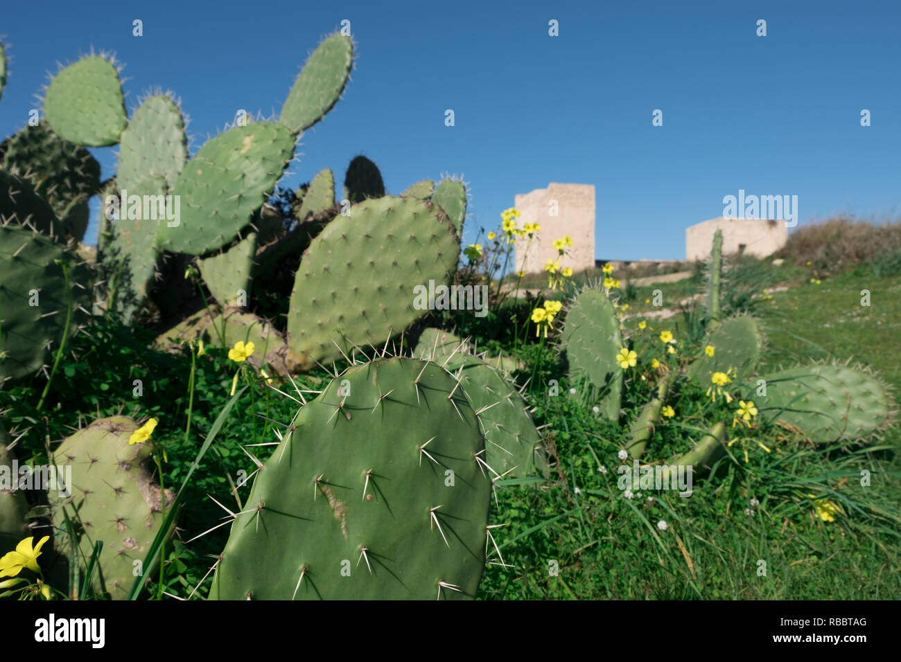 Prickly pear Opuntia cactus (ficus-indica) and Castle of San Michele in ...