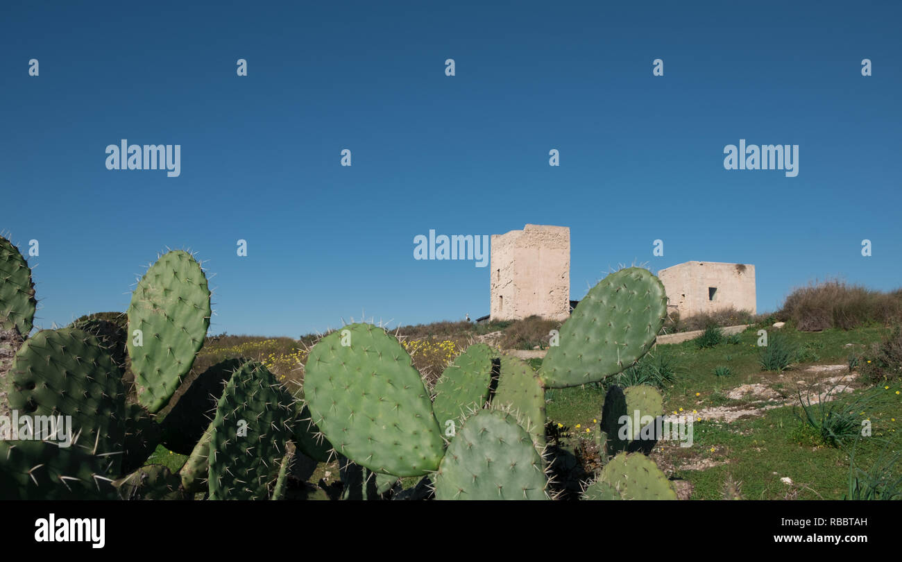 Prickly pear Opuntia cactus (ficus-indica) and Castle of San Michele in ...