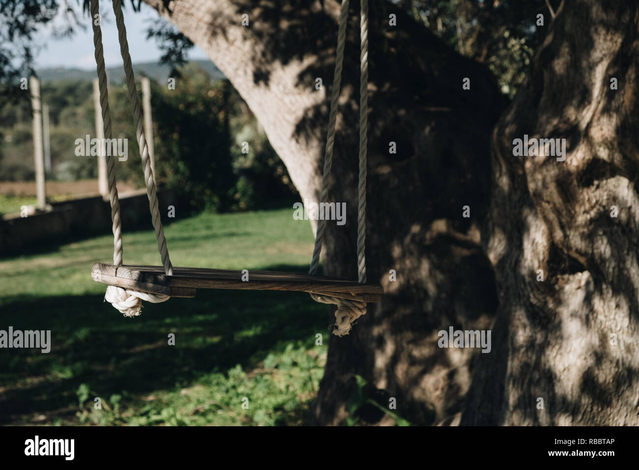 Big Tree And Swing High Resolution Stock Photography and Images - Alamy
