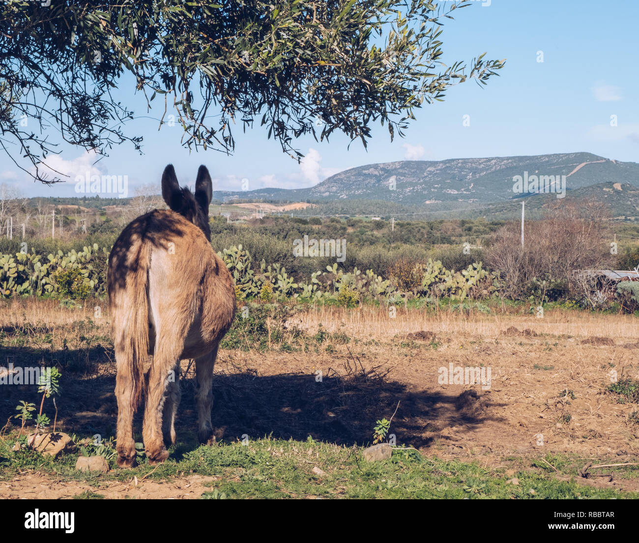 donkey under a tree looking over the panorama in sardinia Stock Photo ...