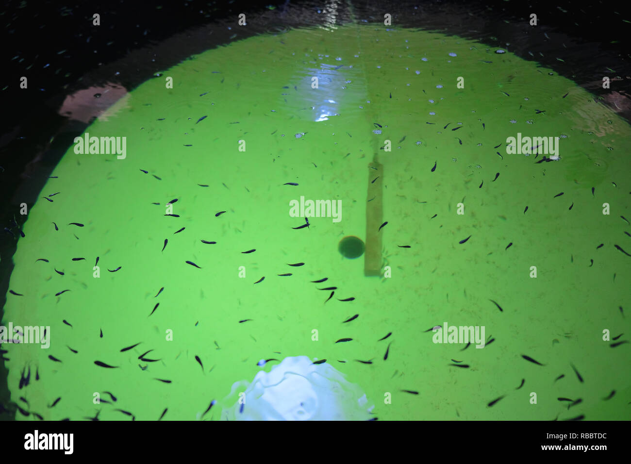 Mugil cephalus on a tank - Marine Fish Culture for flathead mullet ...
