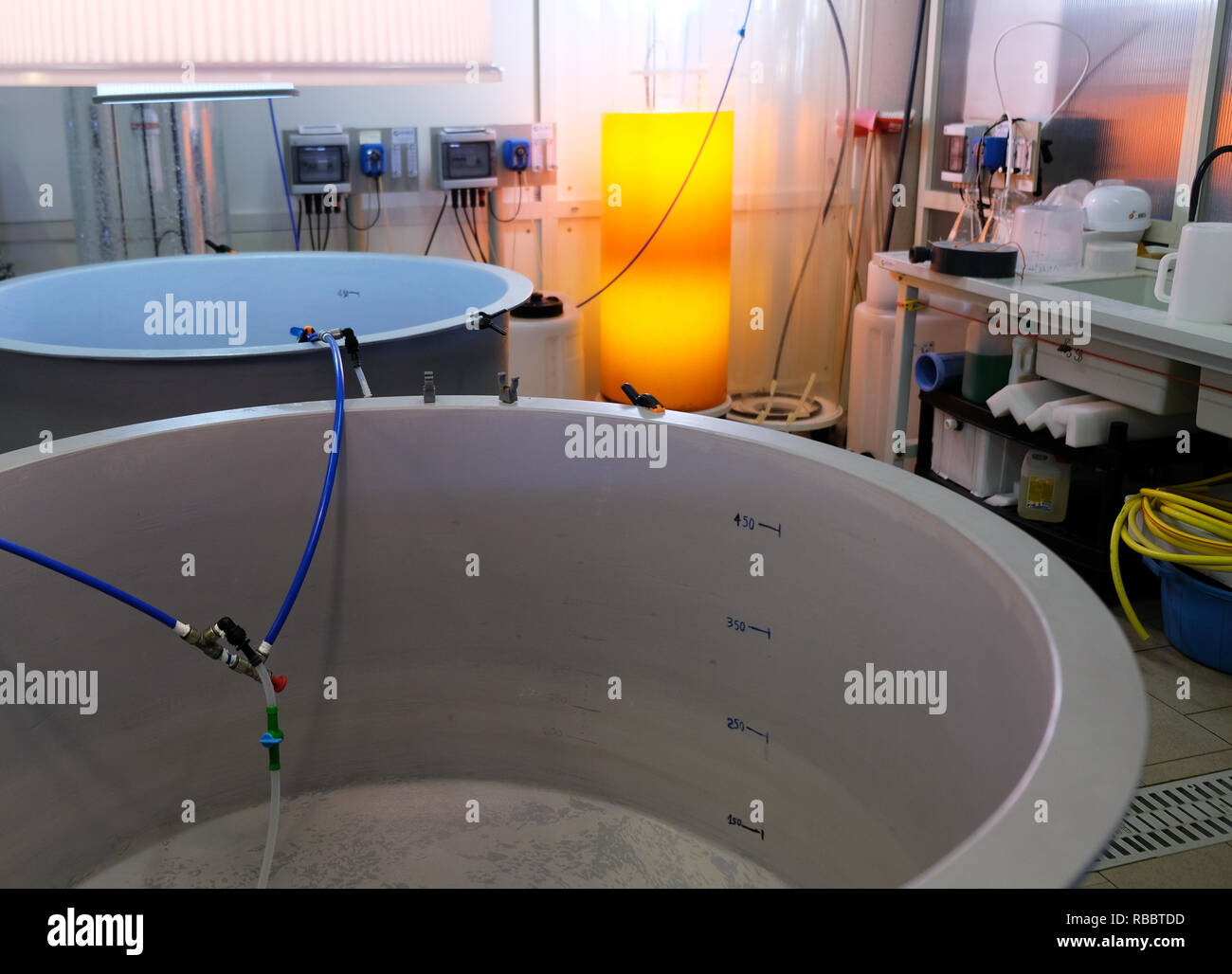 tanks in the laboratory of Marine Fish Culture for flathead mullet ...