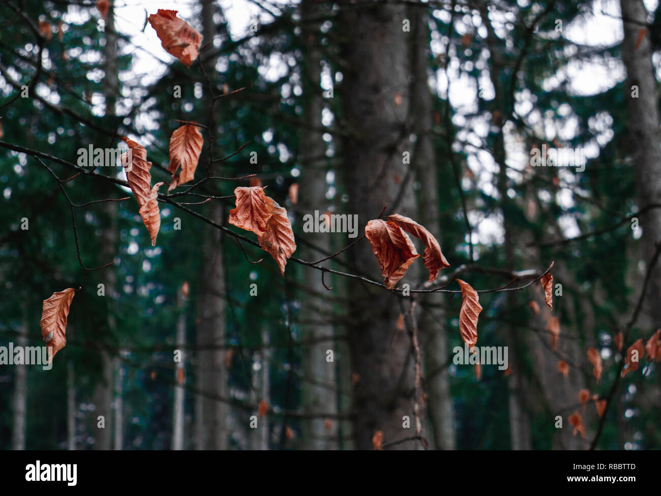 Trees with leafs hi-res stock photography and images - Alamy