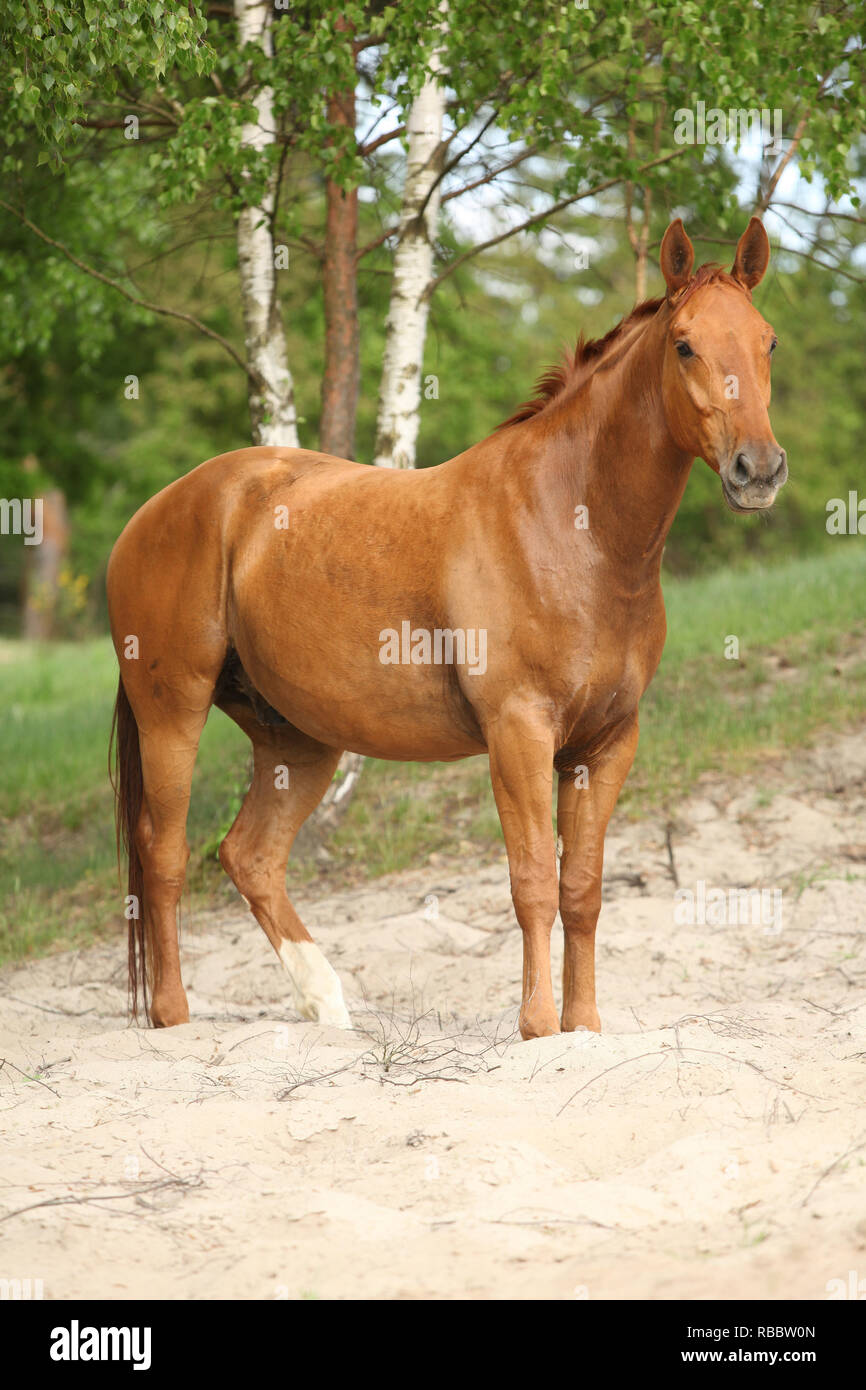 Hot chestnut stand hi-res stock photography and images - Alamy