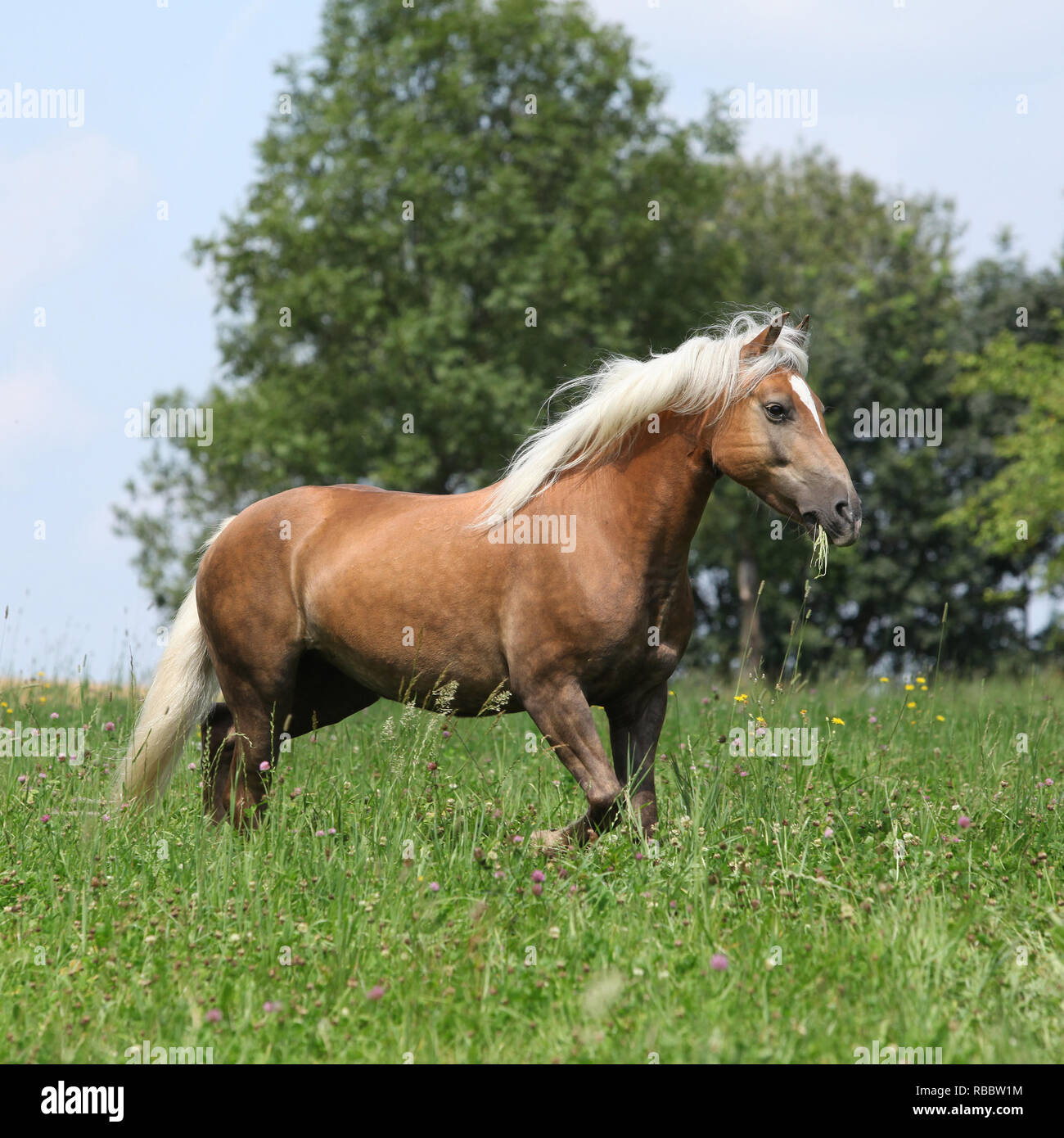 Beautiful haflinger running in freedom while eating grass in front of ...