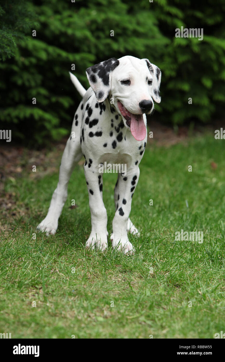 Adorable smiling dalmatian puppy in the garden Stock Photo - Alamy