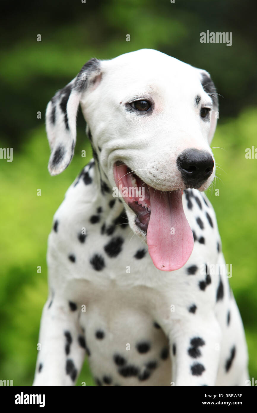 Portrait of gorgeous dalmatian puppy smiling in the garden Stock Photo ...