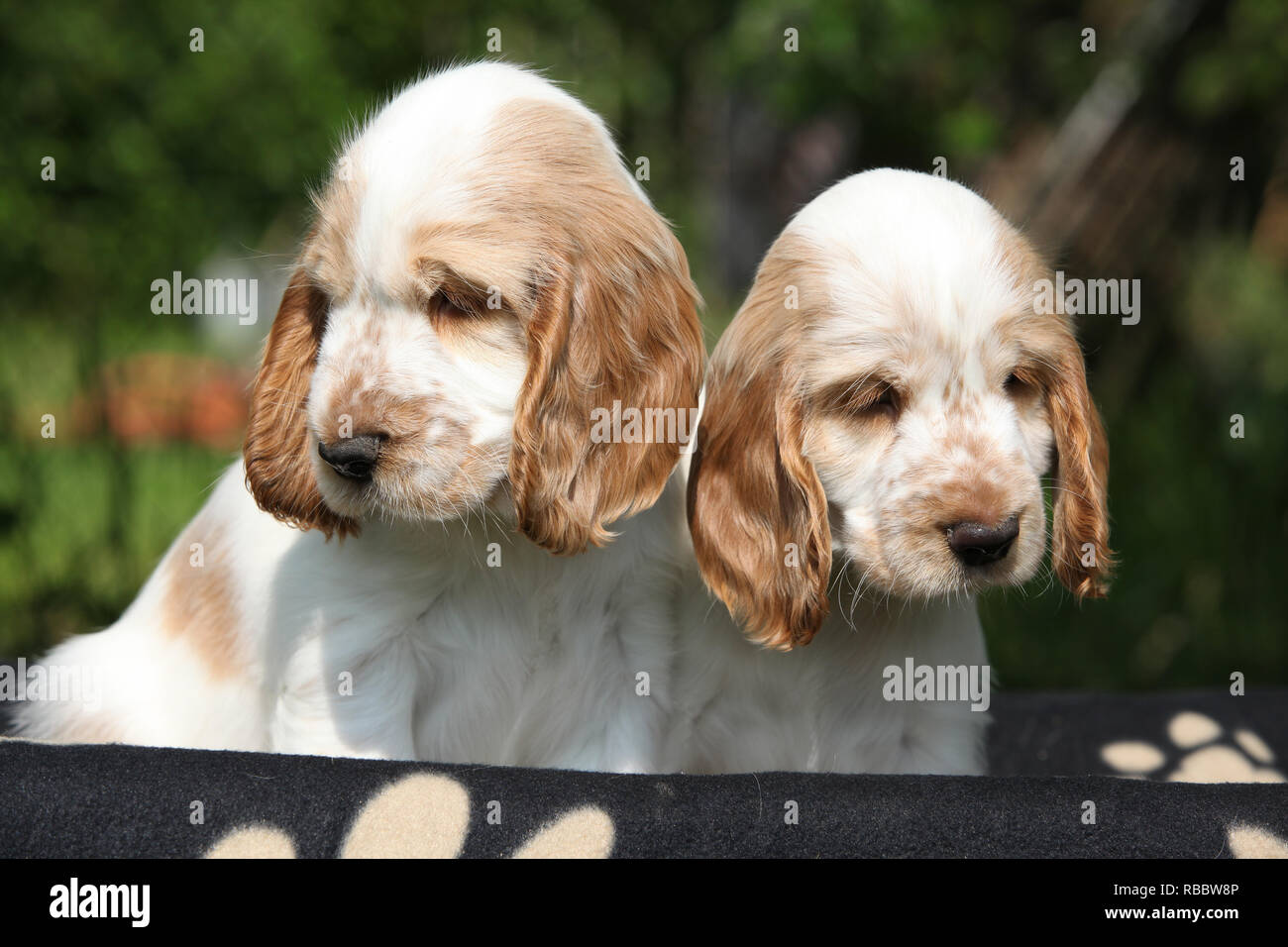 Gorgeous English Cocker Spaniel puppies sitting side by side Stock ...