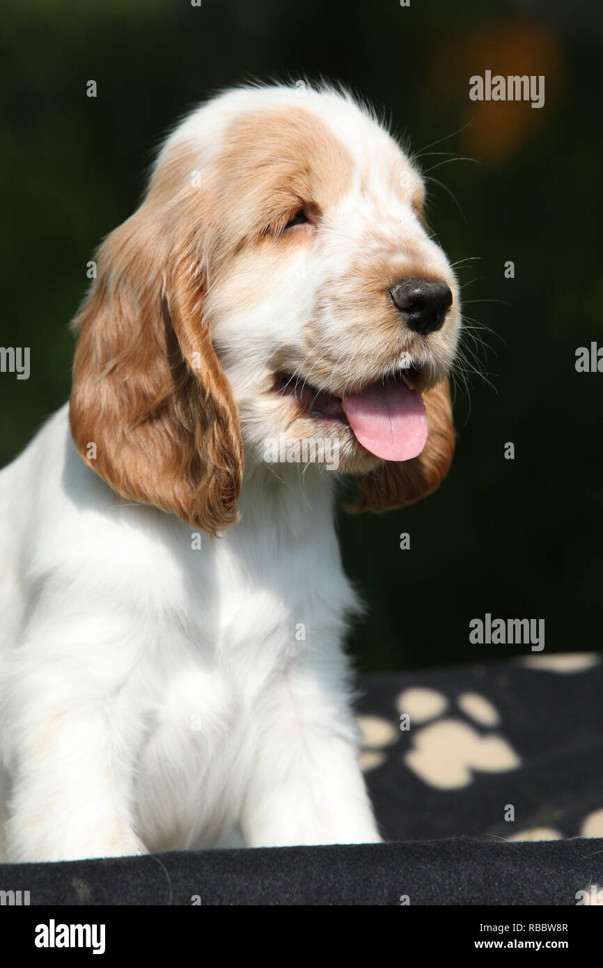 Adorable smiling English Cocker Spaniel puppy with dark background ...