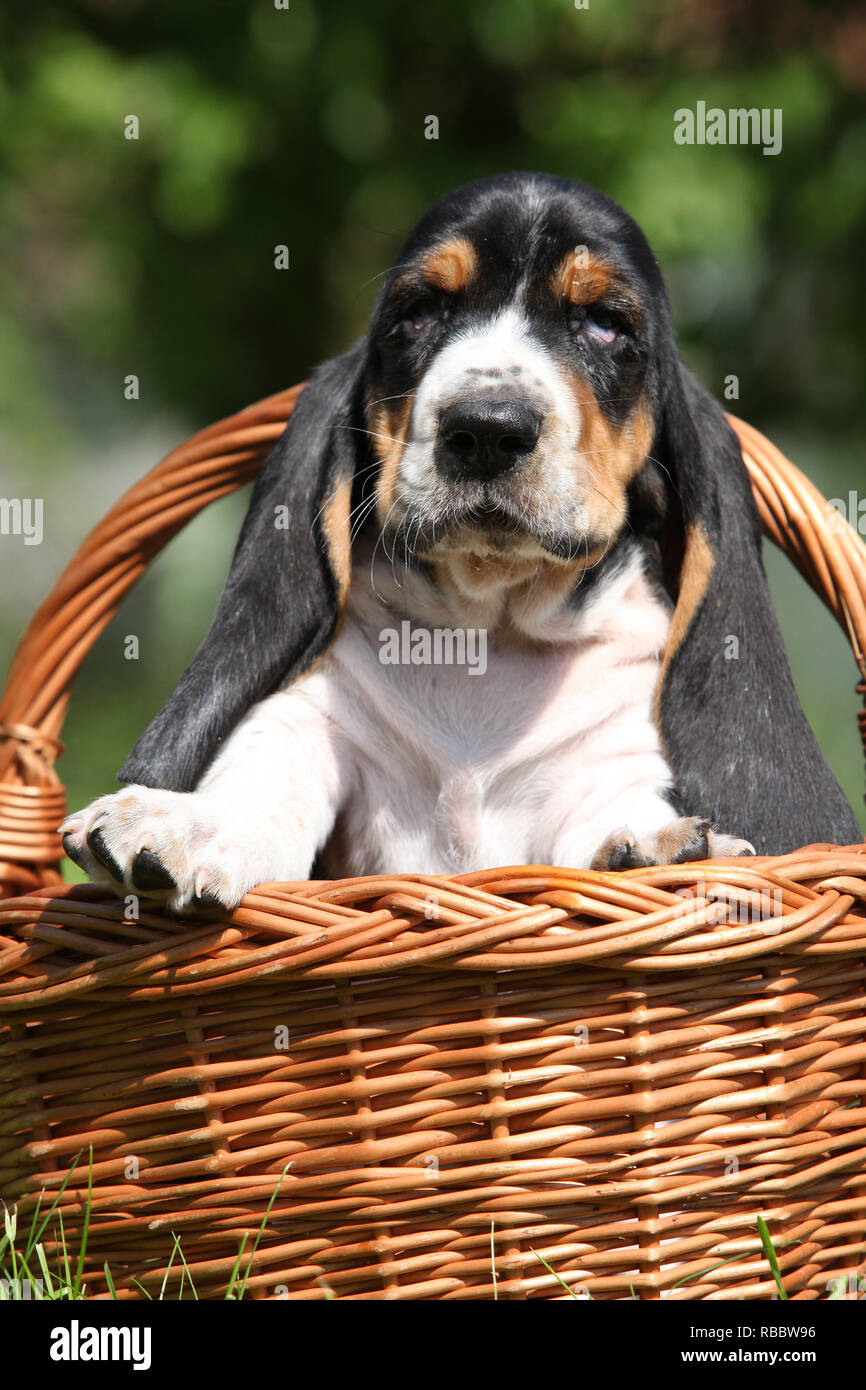 Adorable puppy of basset hound in basket in front of some trees Stock ...