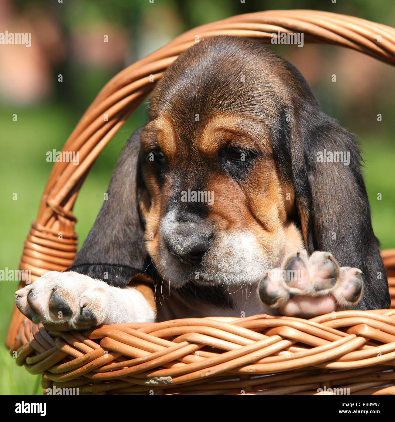 Adorable puppy of basset hound in brown basket Stock Photo - Alamy