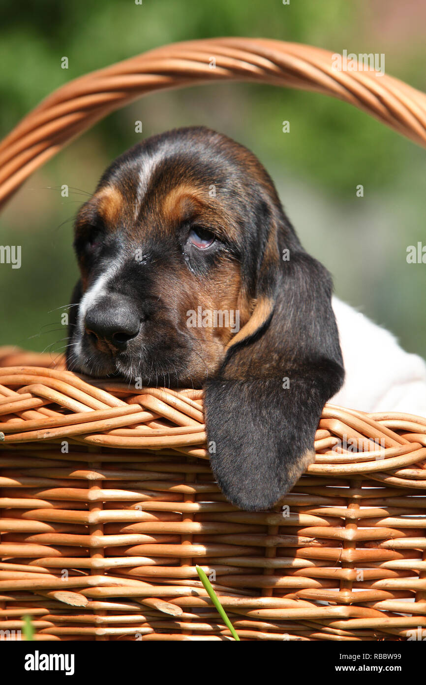 Adorable puppy of basset hound in basket in spring Stock Photo - Alamy
