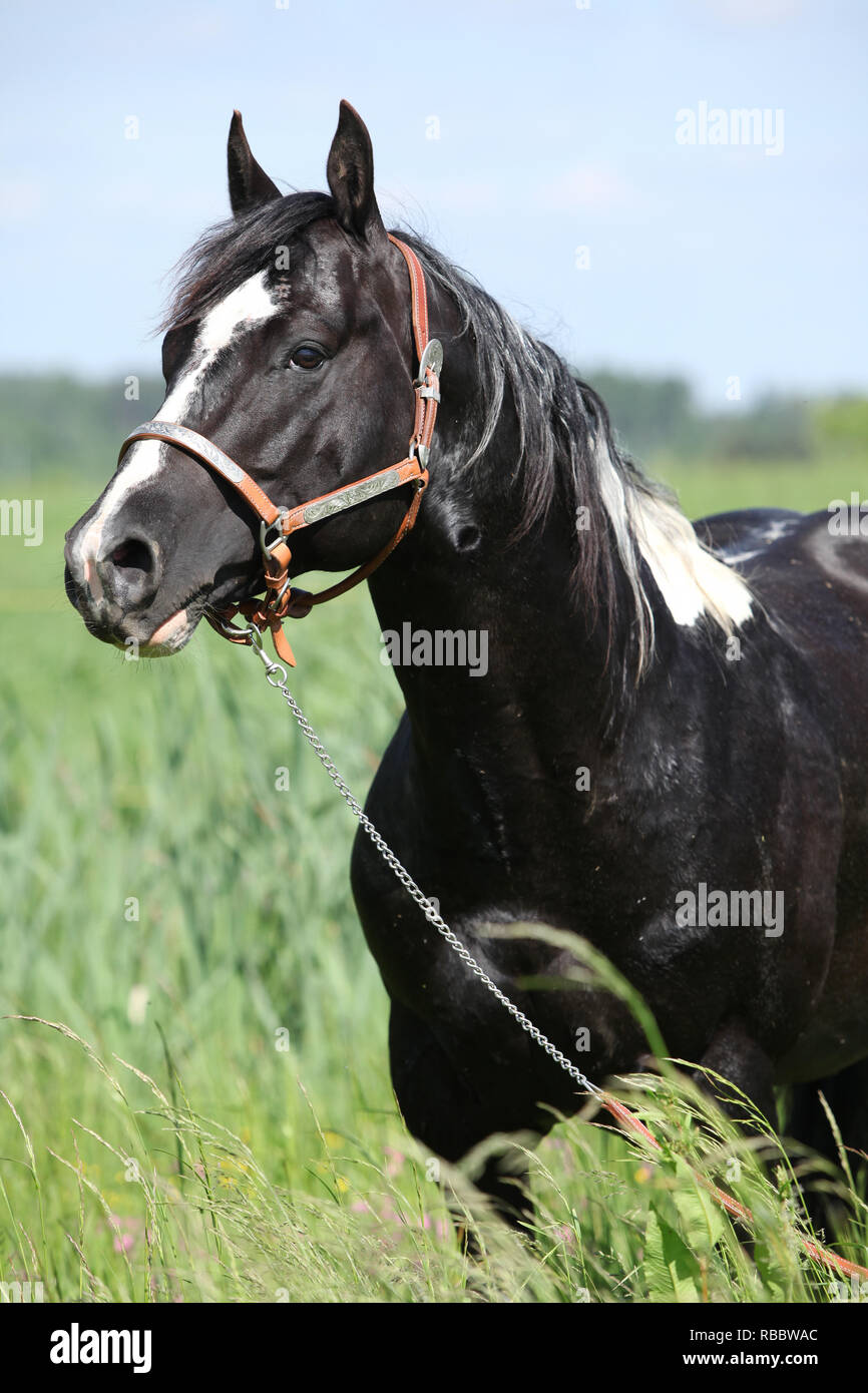 Paint horse stallion with western halter on pasturage in spring Stock ...