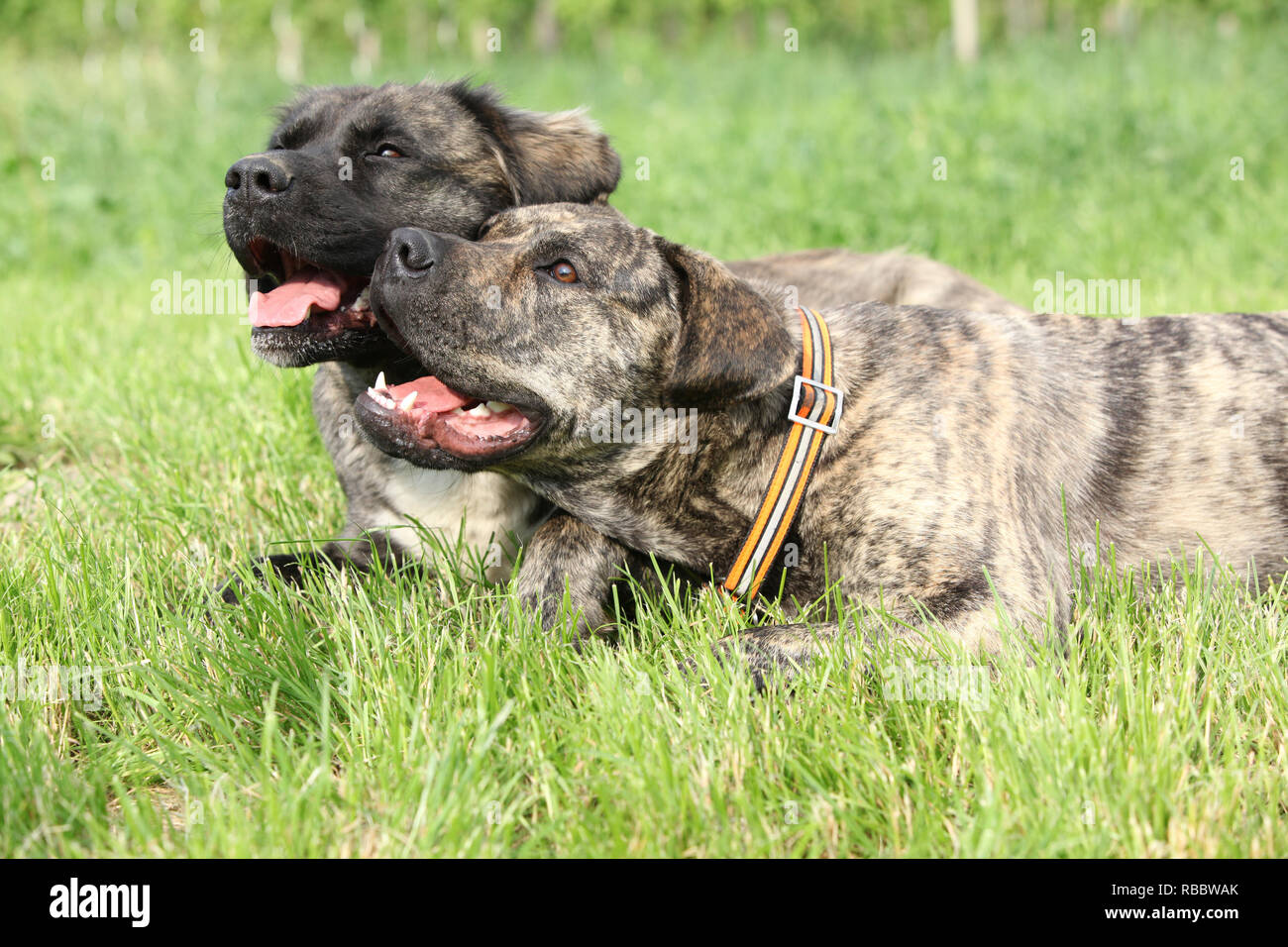 Two Canary dogs lying together in the garden Stock Photo - Alamy