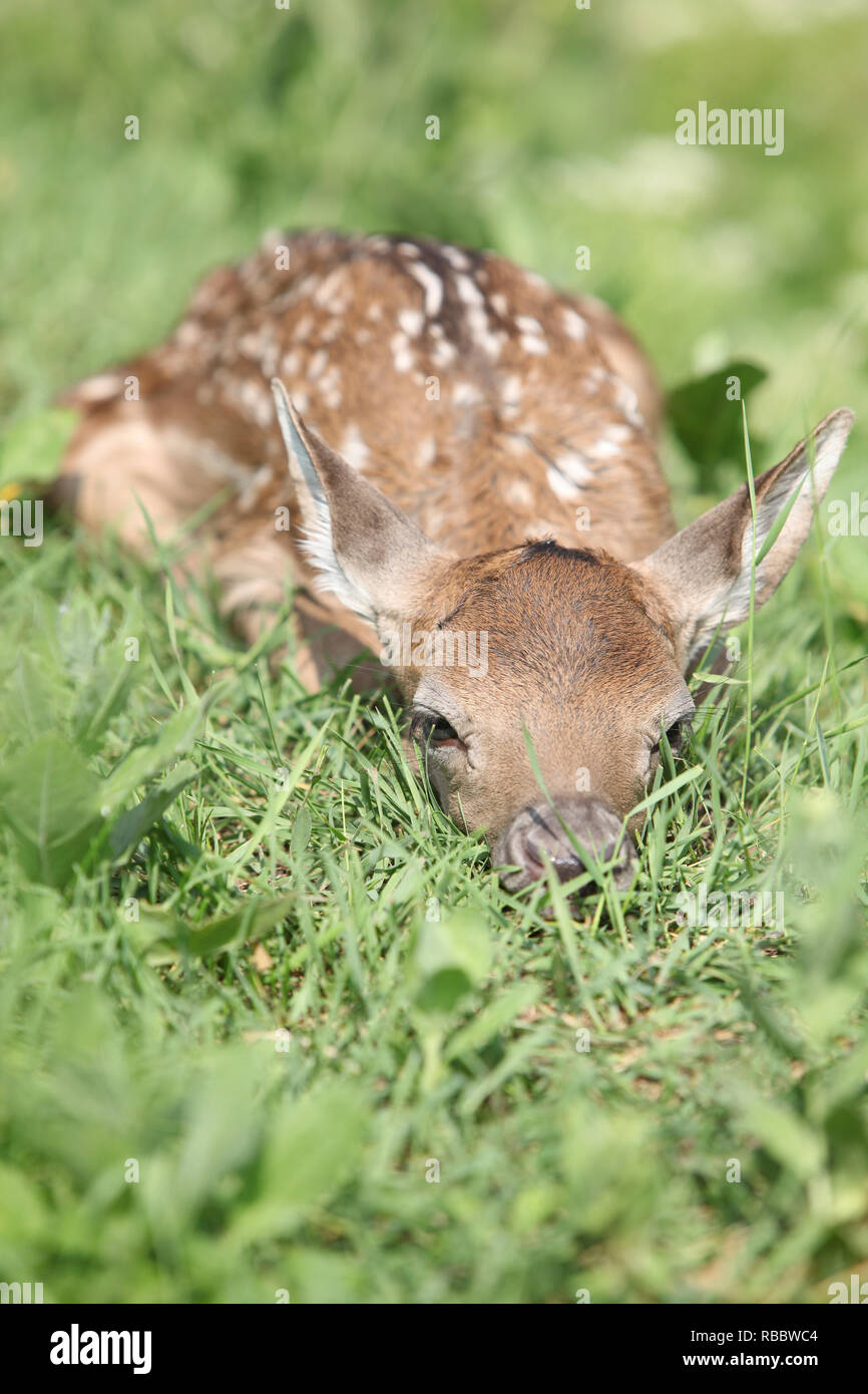 Small buck hi-res stock photography and images - Alamy