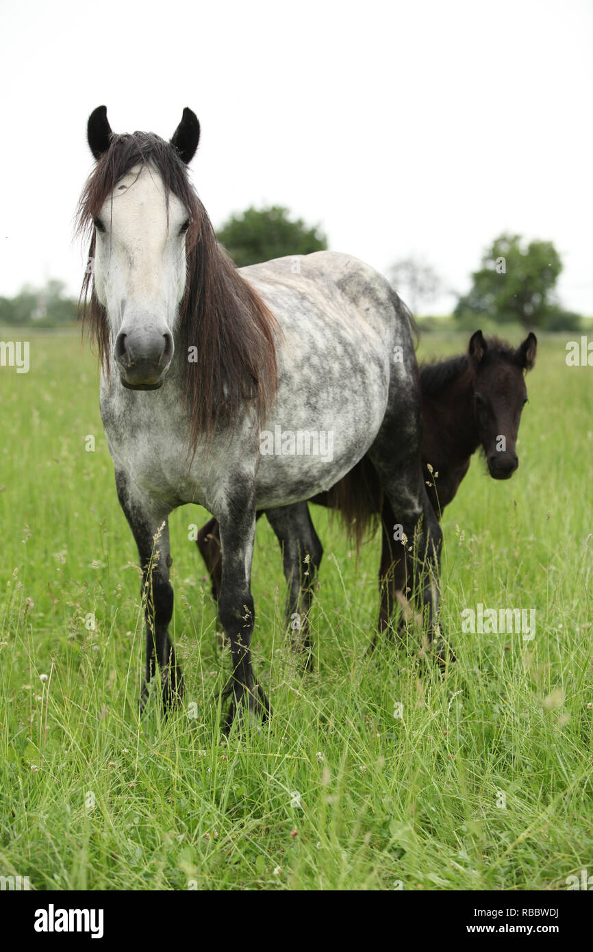 Fell pony mare with foal on pasturage Stock Photo - Alamy