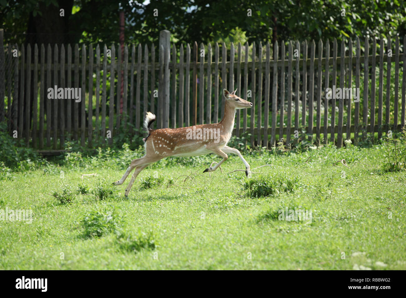 White tailed buck running hi-res stock photography and images - Alamy