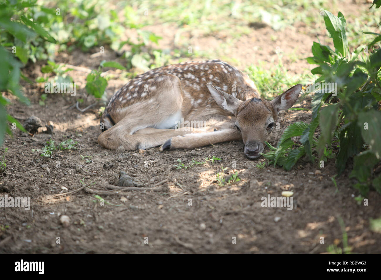 Young small buck lying down in the shadow Stock Photo - Alamy