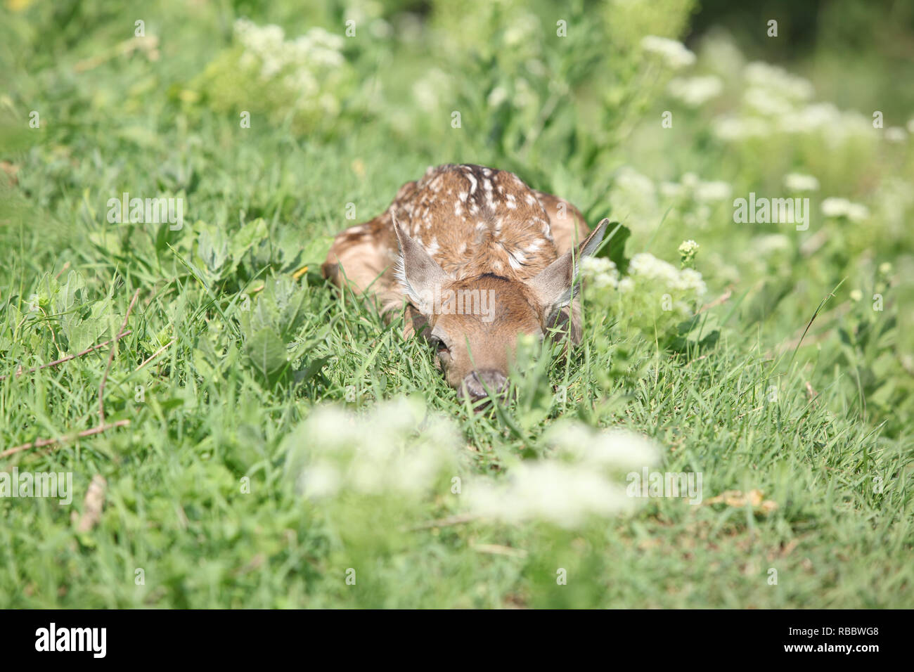 Small buck hi-res stock photography and images - Alamy