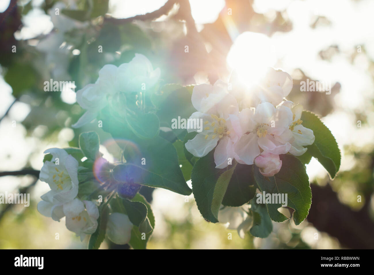 Sun rays through a flowering apple tree branch Stock Photo - Alamy