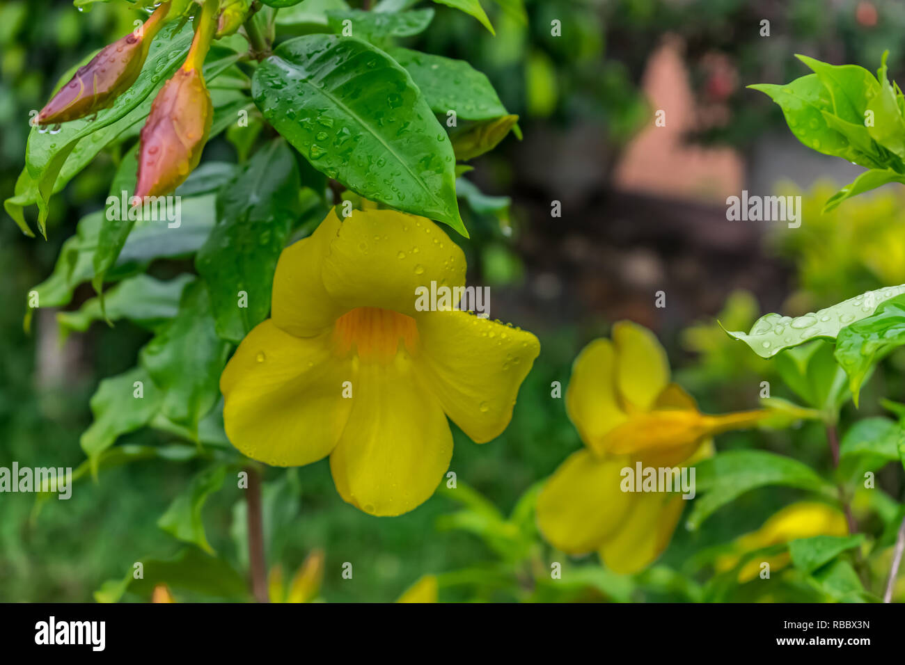Allamanda flower hi-res stock photography and images - Alamy