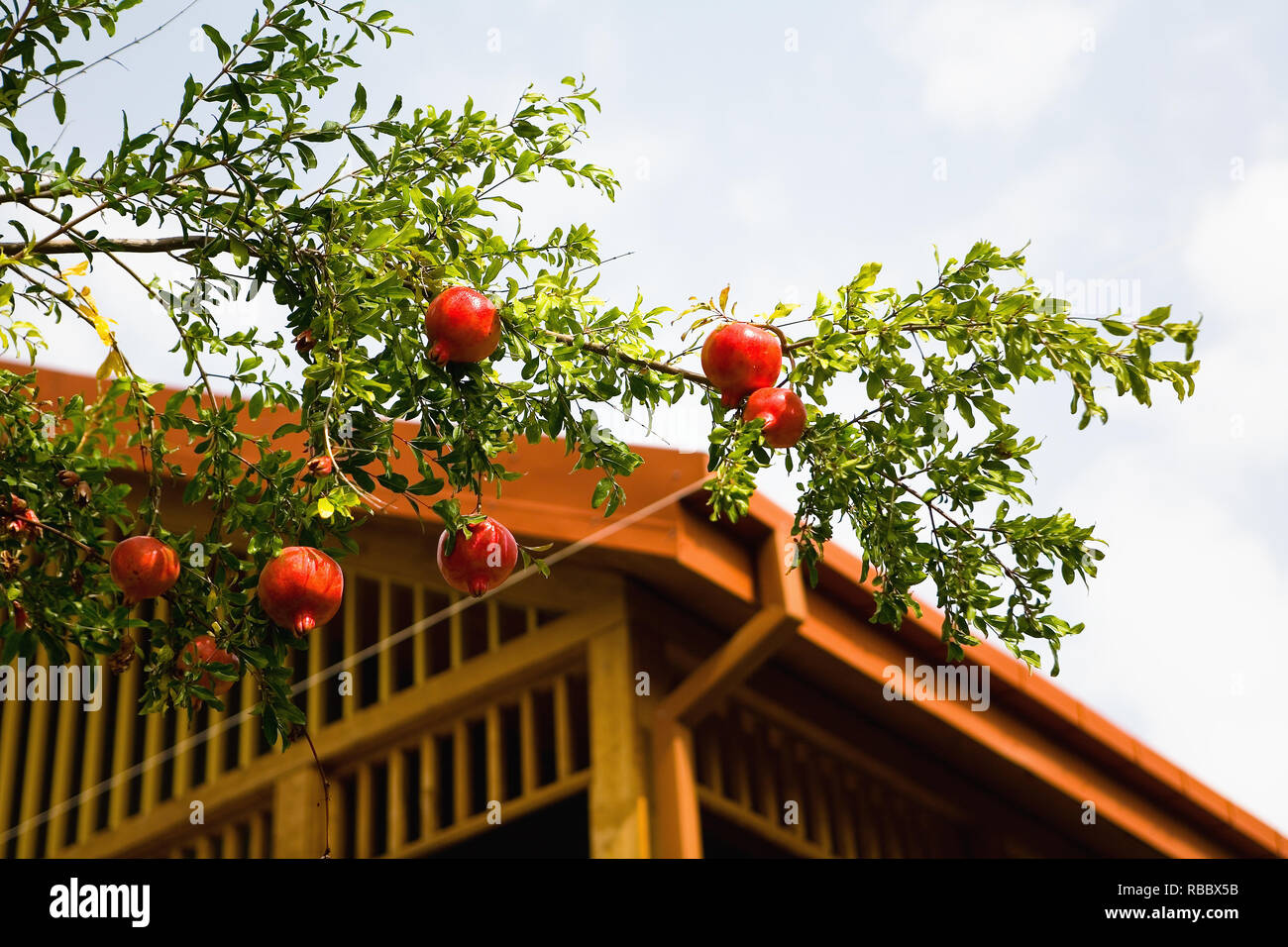Georgia fruits hi-res stock photography and images - Alamy
