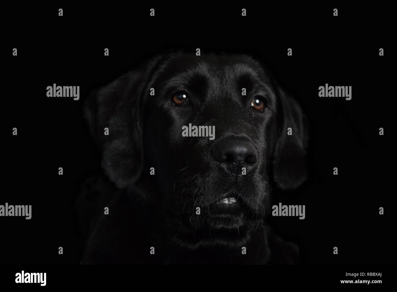 Beautiful black labrador pupy Stock Photo - Alamy