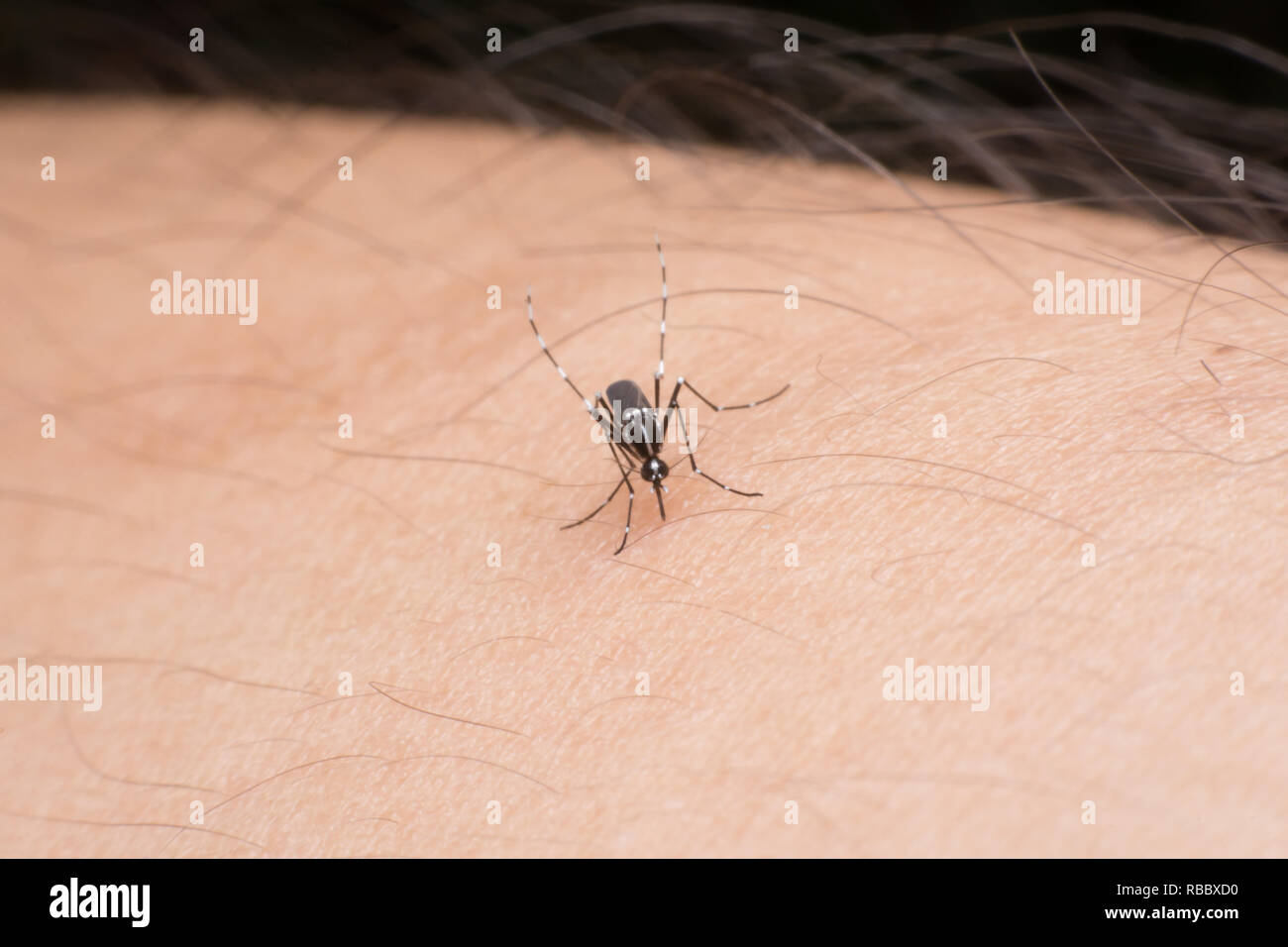 Mosquito sucking hi-res stock photography and images - Alamy