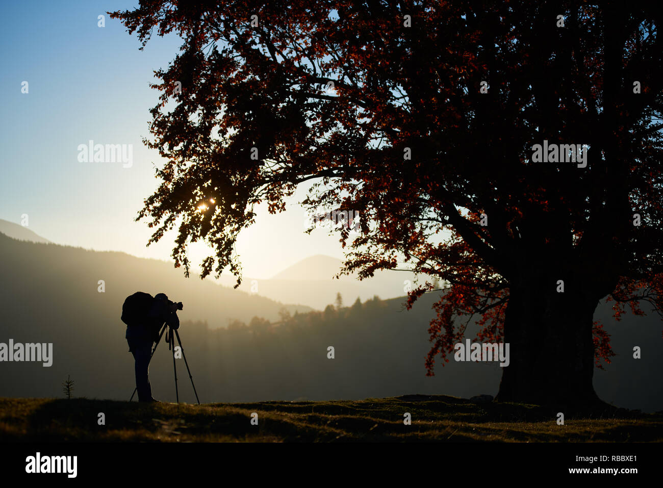 Professional photography fall tree hi-res stock photography and images ...